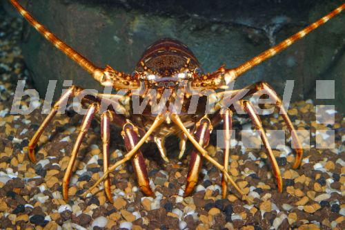 blickwinkel - Europaeische Languste, Stachelhummer (Palinurus elephas ...