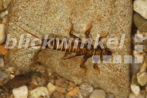 blickwinkel - Grosskoepfige Steinfliege (Dinocras cephalotes), Larve ...