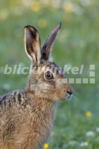 blickwinkel - Europaeischer Hase, Europaeischer Feldhase (Lepus ...