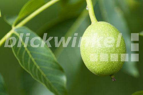 blickwinkel - Echte Walnuss, Echte Wal-Nuss, Walnuss, Wal-Nuss (Juglans ...