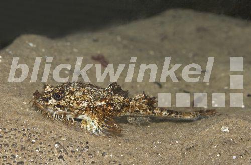 blickwinkel - Steinpicker (Fisch) (Agonus cataphractus) - pogge ...