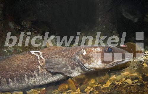 blickwinkel - Esmarks Wolffisch, Esmarks Wolfsfisch (Lycodes esmarkii ...