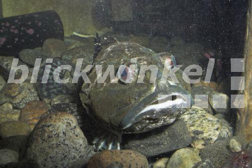 blickwinkel - Seeskorpion, See-Skorpion, Seeteufel, See-Teufel ...