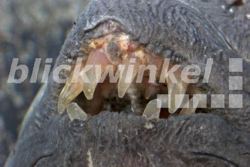 blickwinkel - Seewolf, Gestreifter Seewolf, Kattfisch, Katfisch ...