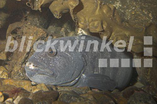 blickwinkel - Seewolf, Gestreifter Seewolf, Kattfisch, Katfisch ...