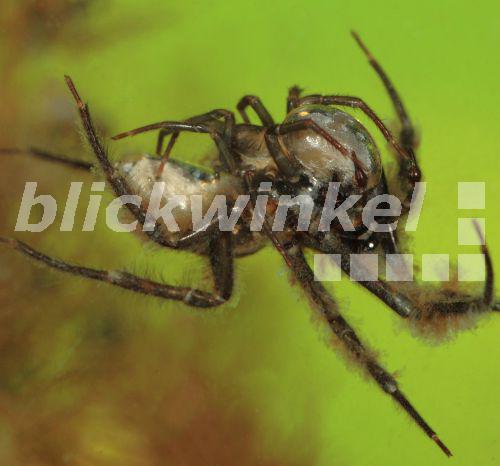 blickwinkel - Wasserspinne, Wasser-Spinne, Silberspinne, Silber-Spinne ...