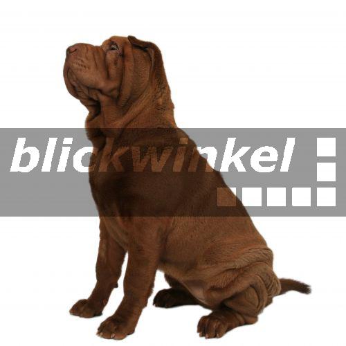 blickwinkel - Shar Pei, Sharpei, Chinesischer Faltenhund (Canis lupus f ...