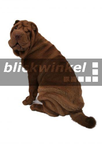 blickwinkel - Shar Pei, Sharpei, Chinesischer Faltenhund (Canis lupus f ...