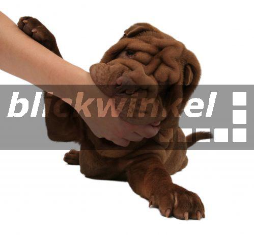 blickwinkel - Shar Pei, Sharpei, Chinesischer Faltenhund (Canis lupus f ...