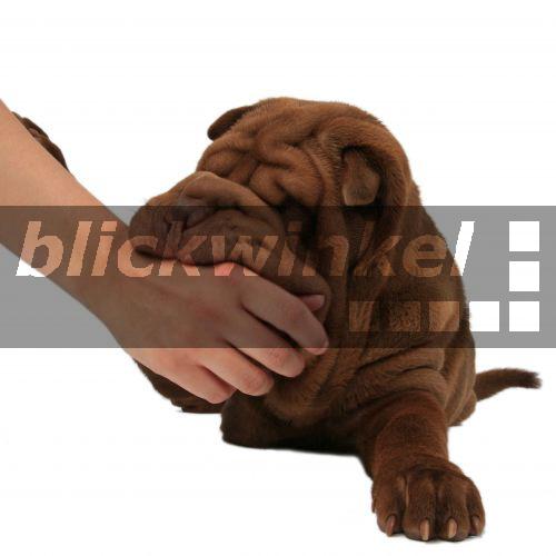 blickwinkel - Shar Pei, Sharpei, Chinesischer Faltenhund (Canis lupus f ...