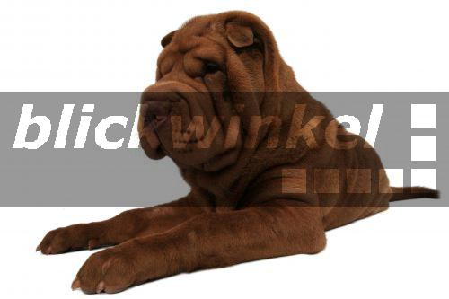 blickwinkel - Shar Pei, Sharpei, Chinesischer Faltenhund (Canis lupus f ...