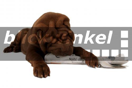 blickwinkel - Shar Pei, Sharpei, Chinesischer Faltenhund (Canis lupus f ...