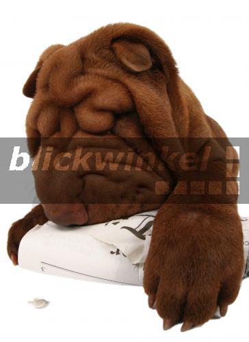 blickwinkel - Shar Pei, Sharpei, Chinesischer Faltenhund (Canis lupus f ...