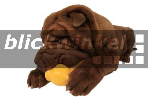 blickwinkel - Shar Pei, Sharpei, Chinesischer Faltenhund (Canis lupus f ...