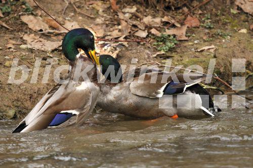 blickwinkel - Stockente, Stock-Ente (Anas platyrhynchos), zwei Erpel ...
