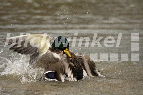 blickwinkel - Stockente, Stock-Ente (Anas platyrhynchos), zwei Erpel ...