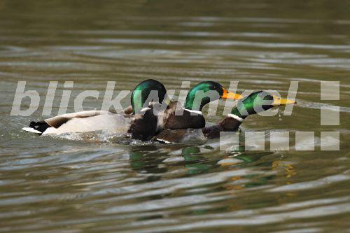 blickwinkel - Stockente, Stock-Ente (Anas platyrhynchos), drei Erpel ...