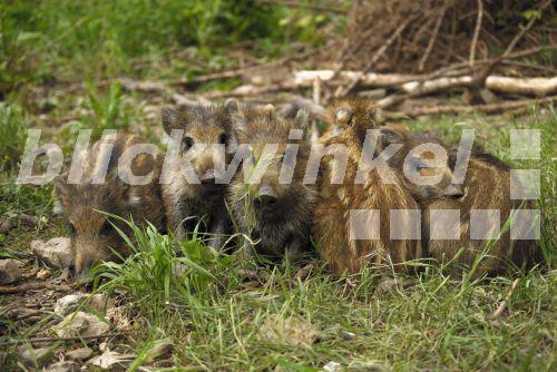 blickwinkel - Wildschwein, Wild-Schwein, Schwarzwild (Sus scrofa ...