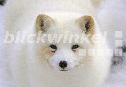 blickwinkel - Eisfuchs, Eis-Fuchs, Polarfuchs, Polar-Fuchs, Weissfuchs ...