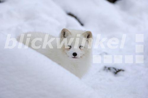 blickwinkel - Eisfuchs, Eis-Fuchs, Polarfuchs, Polar-Fuchs, Weissfuchs ...