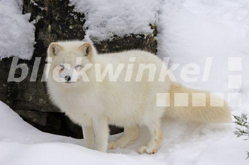 blickwinkel - Eisfuchs, Eis-Fuchs, Polarfuchs, Polar-Fuchs, Weissfuchs ...