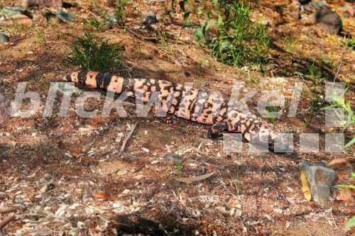 blickwinkel - Gila-Krustenechse, Gila-Tier (Heloderma suspectum), im ...