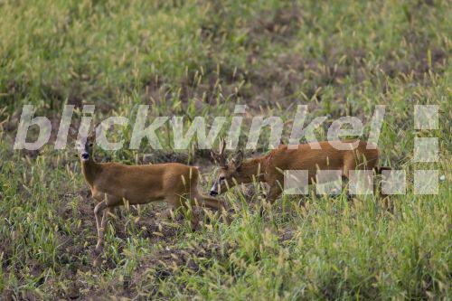 blickwinkel - Europaeisches Reh (Capreolus capreolus), dreijaehriger ...