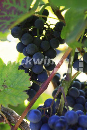 blickwinkel - Echter Wein, Weinrebe (Vitis vinifera), rote Weintrauben ...