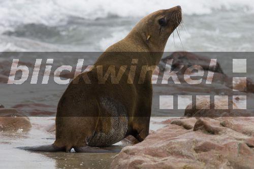 blickwinkel - Kap-Pelzrobbe, Kappelzrobbe, Suedafrikanischer Seebaer ...