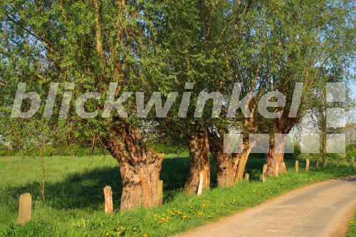 blickwinkel - Silberweide, Silber-Weide (Salix alba), Kopfweiden am ...