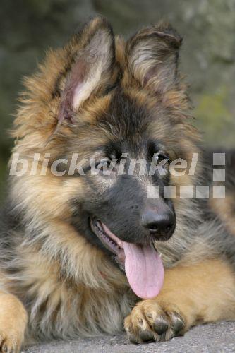 blickwinkel - Deutscher Schaeferhund (Canis lupus f. familiaris), Welpe ...