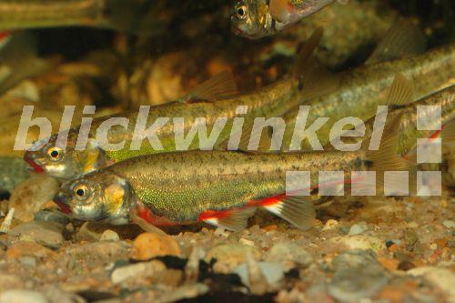 blickwinkel - Elritze, Eurasische Elritze, Pfrille (Phoxinus phoxinus ...