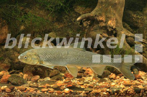 blickwinkel - Perlfisch, Frauenfisch (Rutilus frisii meidingeri ...