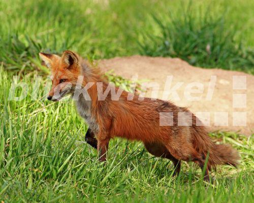 blickwinkel - Rotfuchs, Rot-Fuchs (Vulpes vulpes), auf Beutefang, USA ...