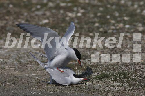 blickwinkel - Flussseeschwalbe, Fluss-Seeschwalbe (Sterna hirundo ...