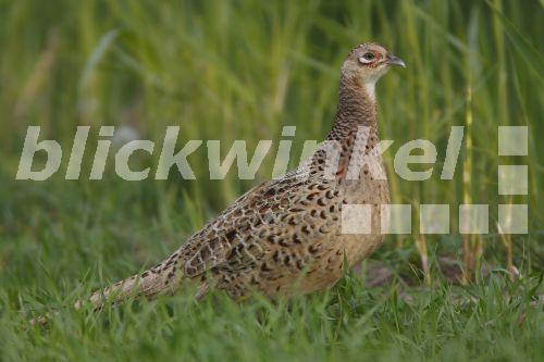 blickwinkel - Fasan, Ringfasan, Jagdfasan (Phasianus colchicus), Henne ...