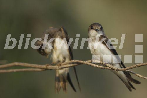 blickwinkel - Uferschwalbe, Ufer-Schwalbe (Riparia riparia), sitzende ...