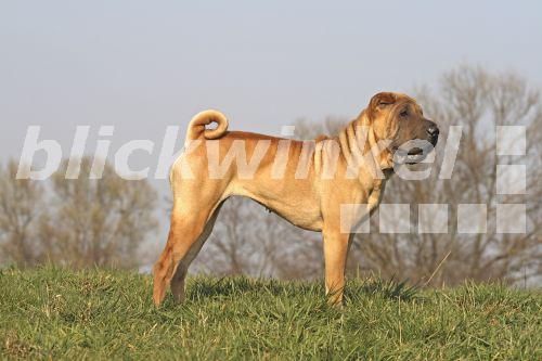 blickwinkel - Shar Pei, Sharpei, Chinesischer Faltenhund (Canis lupus f ...