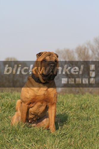 blickwinkel - Shar Pei, Sharpei, Chinesischer Faltenhund (Canis lupus f ...