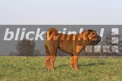 blickwinkel - Shar Pei, Sharpei, Chinesischer Faltenhund (Canis lupus f ...