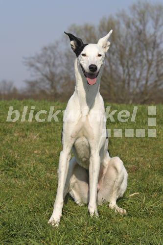 blickwinkel - Mischlingshund (Canis lupus f. familiaris), Galgo-Podenco ...