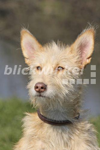 blickwinkel - Portugiesischer Podengo, Podengo Portugues (Canis lupus f ...