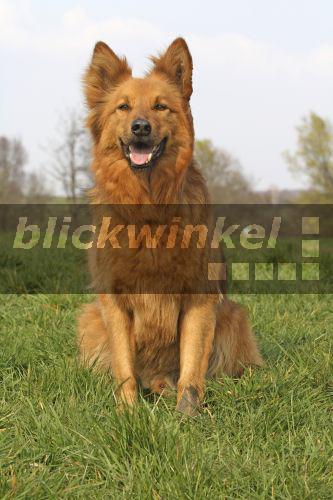 blickwinkel - Harzer Fuchs (Canis lupus f. familiaris), in einer Wiese ...