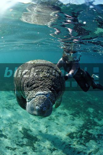 blickwinkel - Florida-Manati, Floridamanati, Karibik-Manati ...