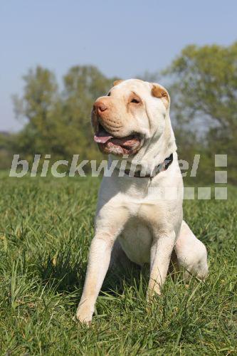 blickwinkel - Shar Pei, Sharpei, Chinesischer Faltenhund (Canis lupus f ...