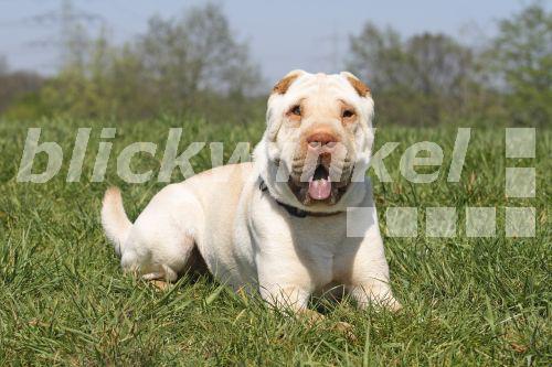 blickwinkel - Shar Pei, Sharpei, Chinesischer Faltenhund (Canis lupus f ...
