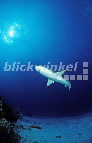 blickwinkel - Karibischer Riffhai (Carcharhinus perezi), schwimmendes ...