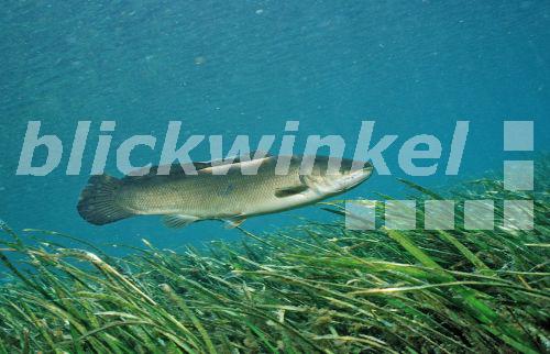 blickwinkel - Schlammfisch, Amerikanischer Schlammfisch, Kahlhecht ...
