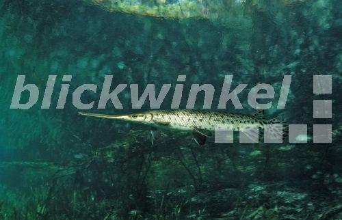 blickwinkel - Knochenhecht, Gemeiner Knochenhecht, Schlanker ...
