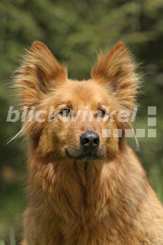 blickwinkel - Harzer Fuchs (Canis lupus f. familiaris), Portraet ...